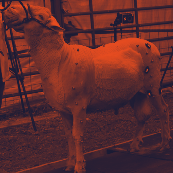 Animal Motion Capture | Movement Analysis for Animal Science